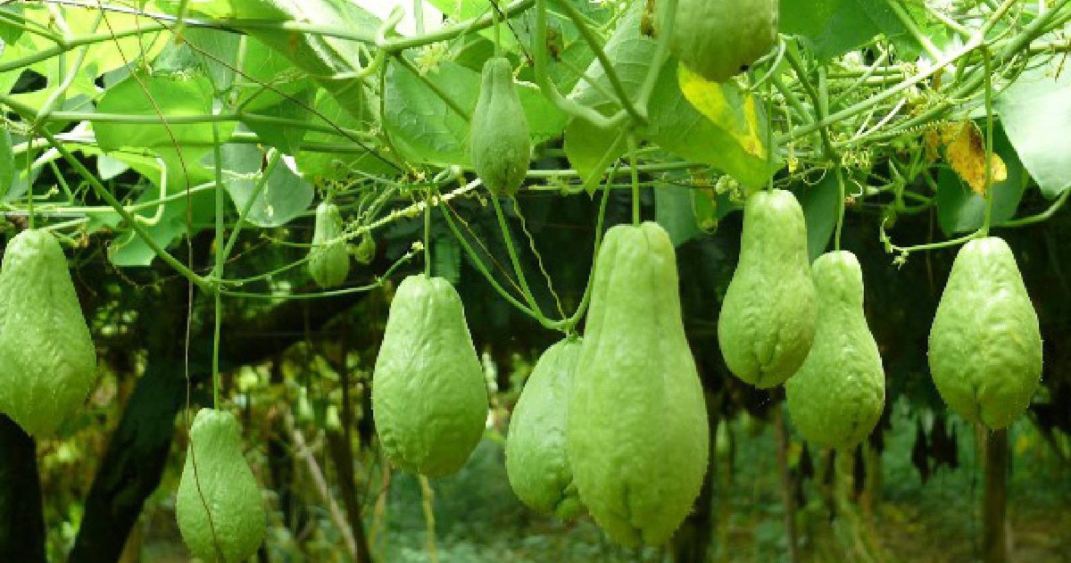 10 lợi ích ấn tượng của quả su su - Tuổi Trẻ Online