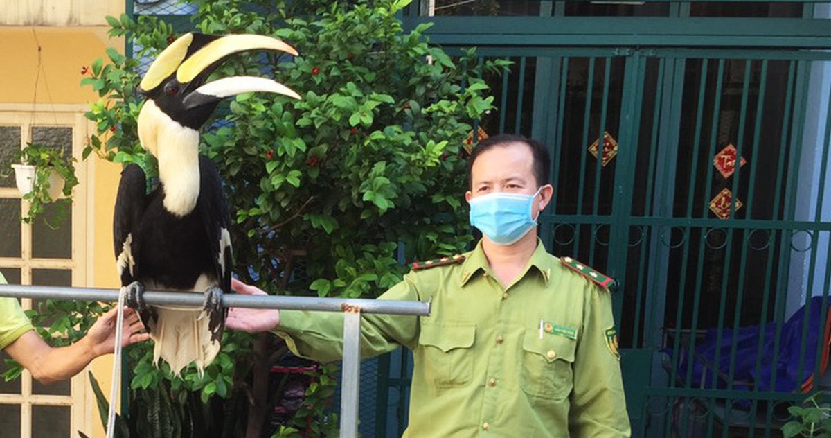 TP.HCM: Tiếp nhận, cứu hộ chim phượng hoàng đất, khỉ mặt đỏ... trong ...