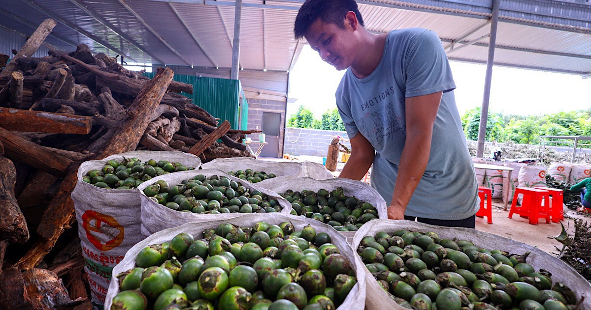 Cau giảm giá 80 - 85%, chỉ còn 15.000 - 20.000 đồng/kg do Trung Quốc ngừng nhập - Tuổi Trẻ Online