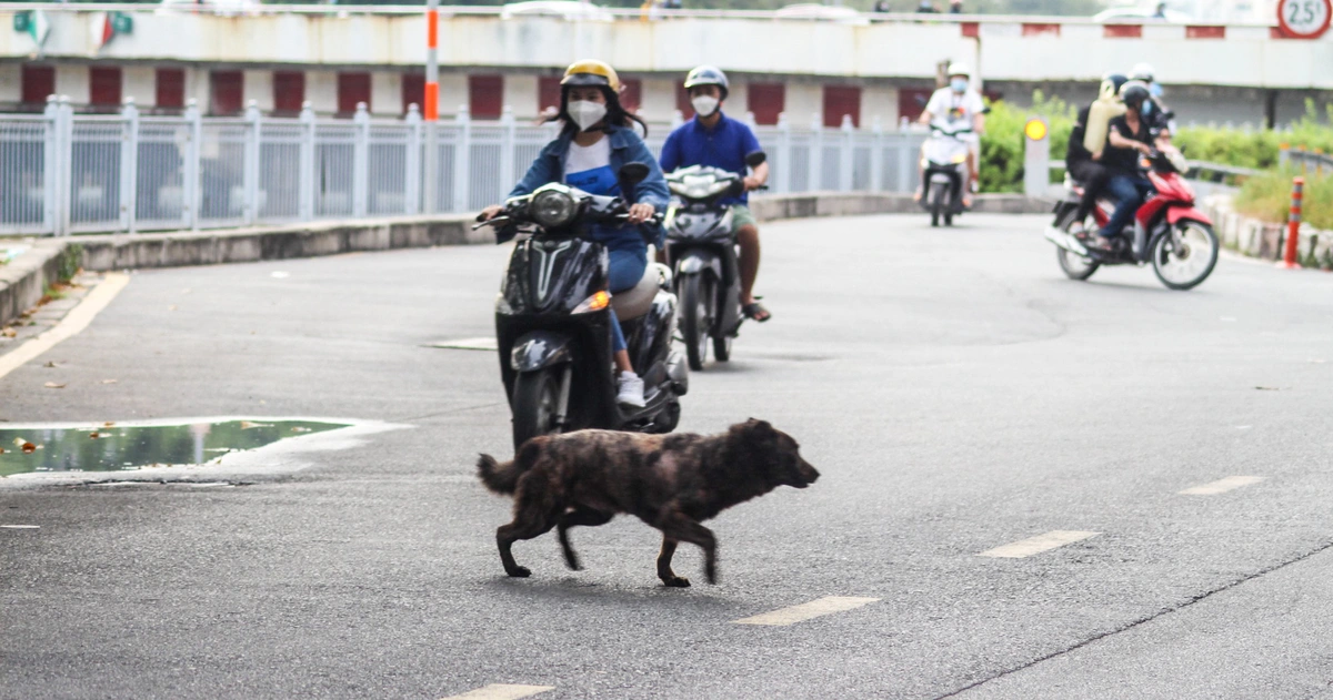 Bắt chó thả rông: Hướng đến ý thức chủ nuôi - Tuổi Trẻ Online