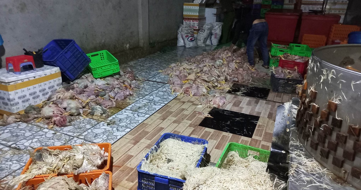 Gà chết mua hàng tấn, sơ chế rồi bán làm giò chả - Tuổi Trẻ Online