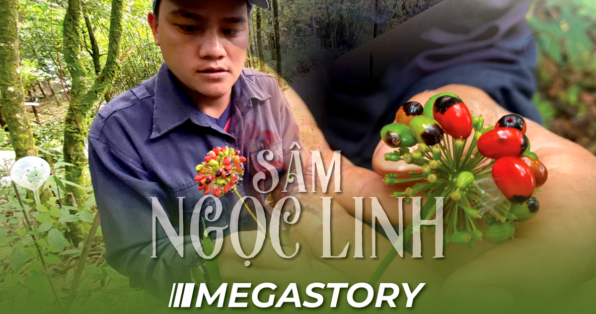 Phát triển Sâm Ngọc Linh thành thương hiệu quốc gia - Tuổi Trẻ Online