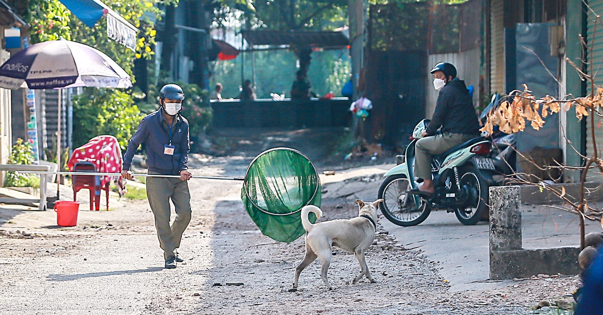 Bắt chó thả rông: Sao chỉ làm ở phường Hiệp Bình Chánh? - Tuổi Trẻ Online