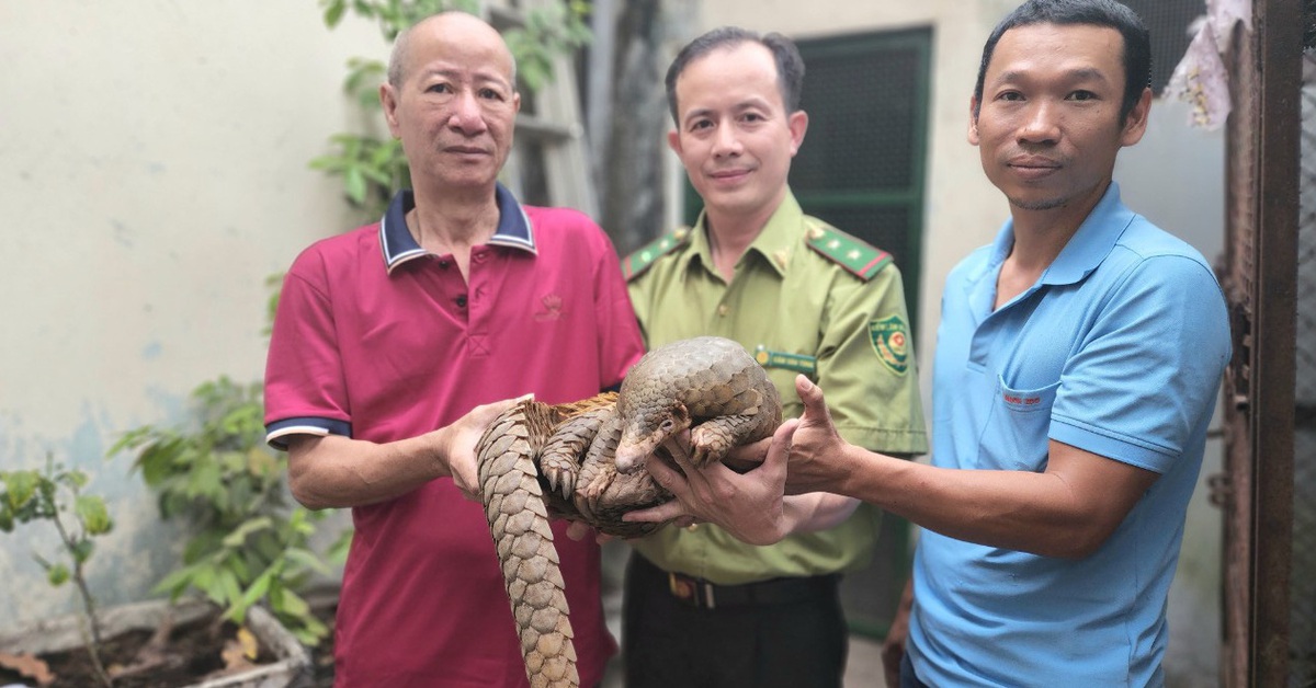 Phát hiện tê tê Java nặng 6,8kg rơi trên mái tôn ở quận 1, TP.HCM ...
