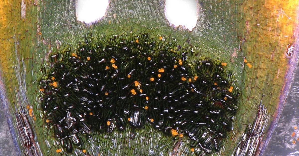 Bất ngờ loài cúc họa mi tạo ra 'ruồi cái giả' dụ ruồi đực tới thụ phấn ...