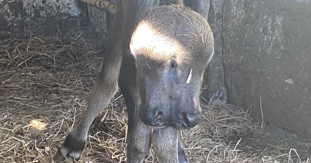 Đổ xô đi xem nghé con 2 miệng, 2 mũi - Tuổi Trẻ Online