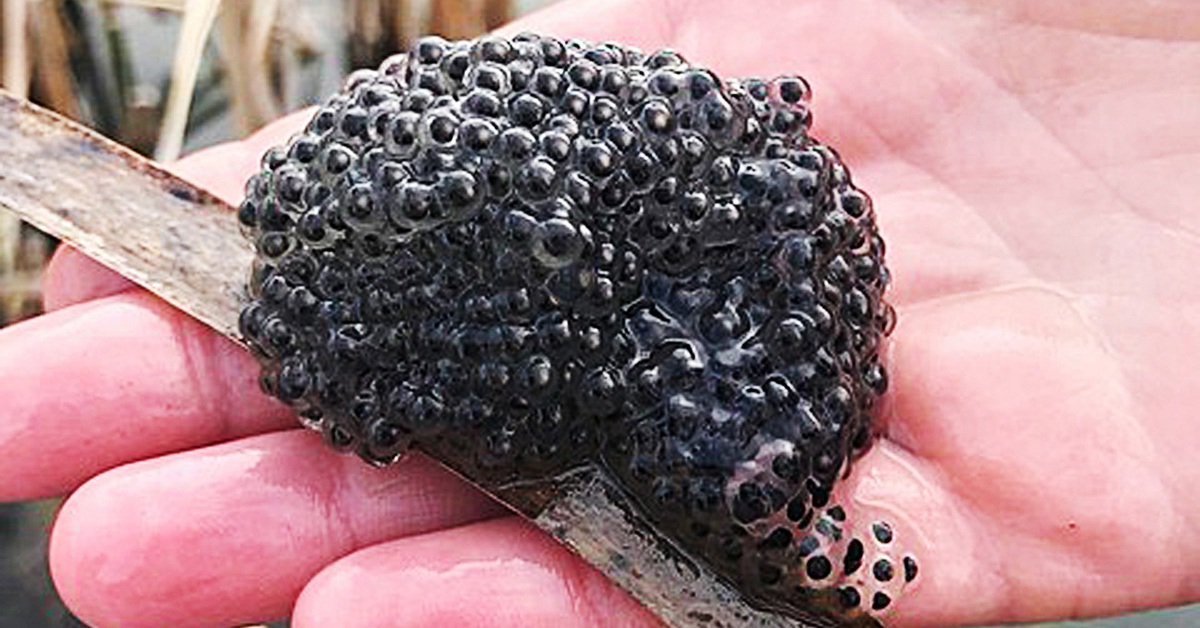 Làm gì khi trẻ bị ngộ độc thịt cóc? - Tuổi Trẻ Online