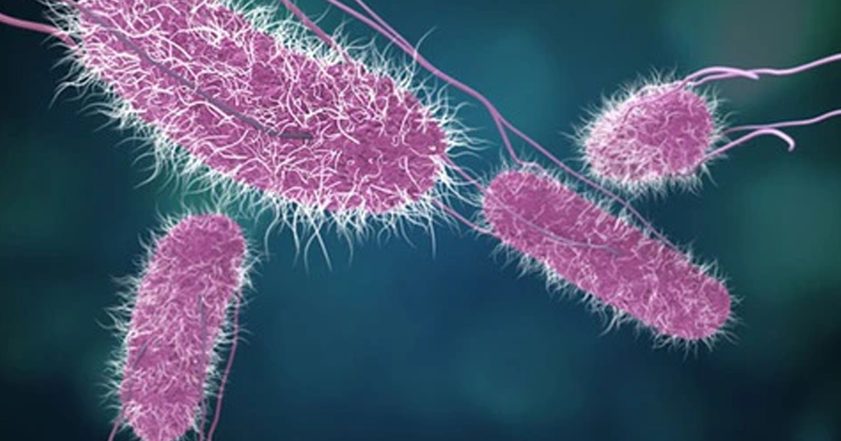 4 món ăn nhiễm vi khuẩn Salmonella khiến 80 học sinh nhập viện - Tuổi ...