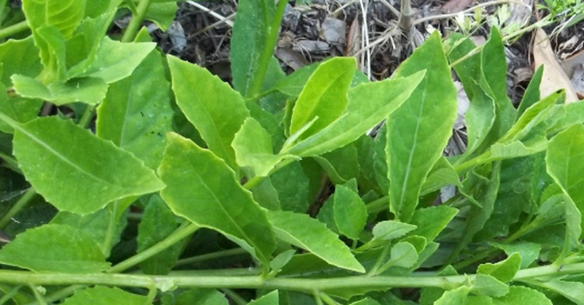 Cây bầu đất: Rau ngon, dược liệu quý chữa bệnh - Tuổi Trẻ Online