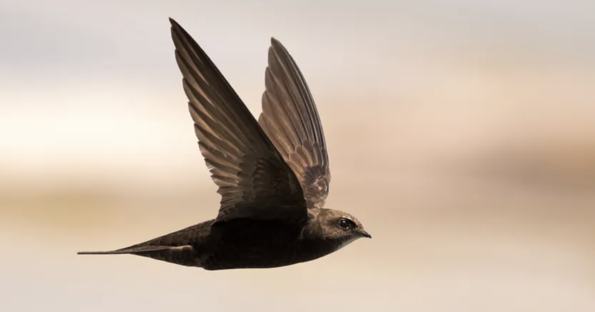 Loài chim bay 10 tháng liền không cần đậu - Tuổi Trẻ Online