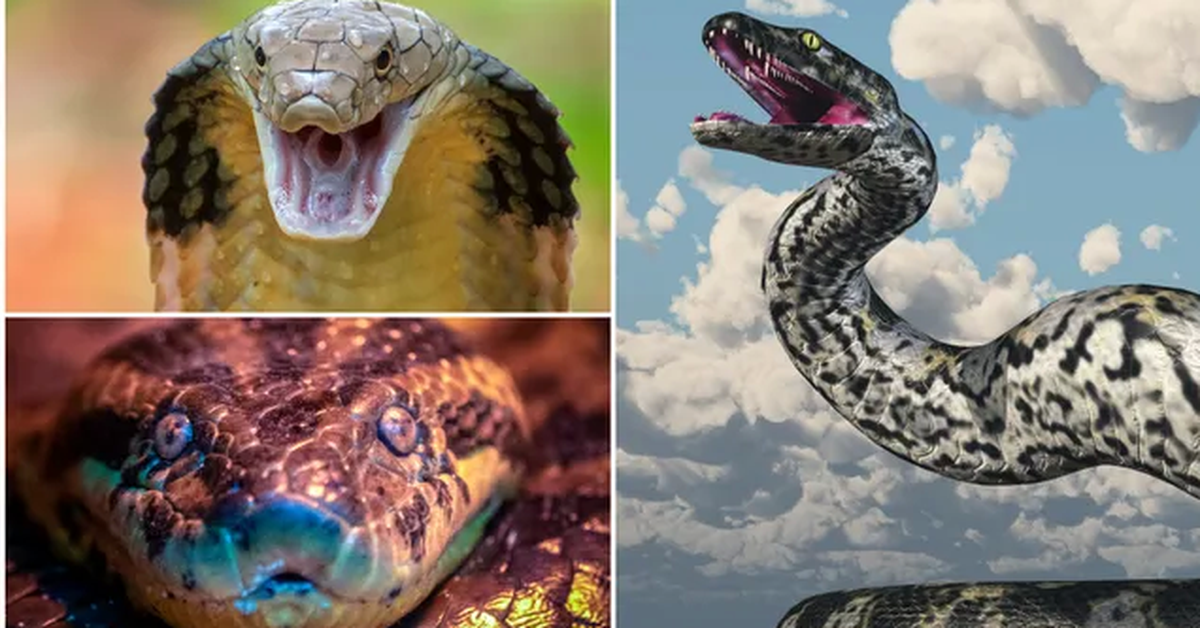 Top 11 loài rắn lớn nhất thế giới, chúng sống ở đâu? - Tuổi Trẻ Online