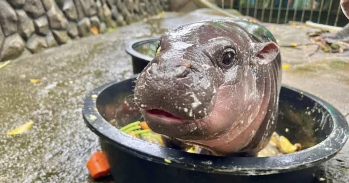 Moo Deng: Con hà mã lùn ở Thái Lan làm gì mà cả chục ngàn người mê phát ...