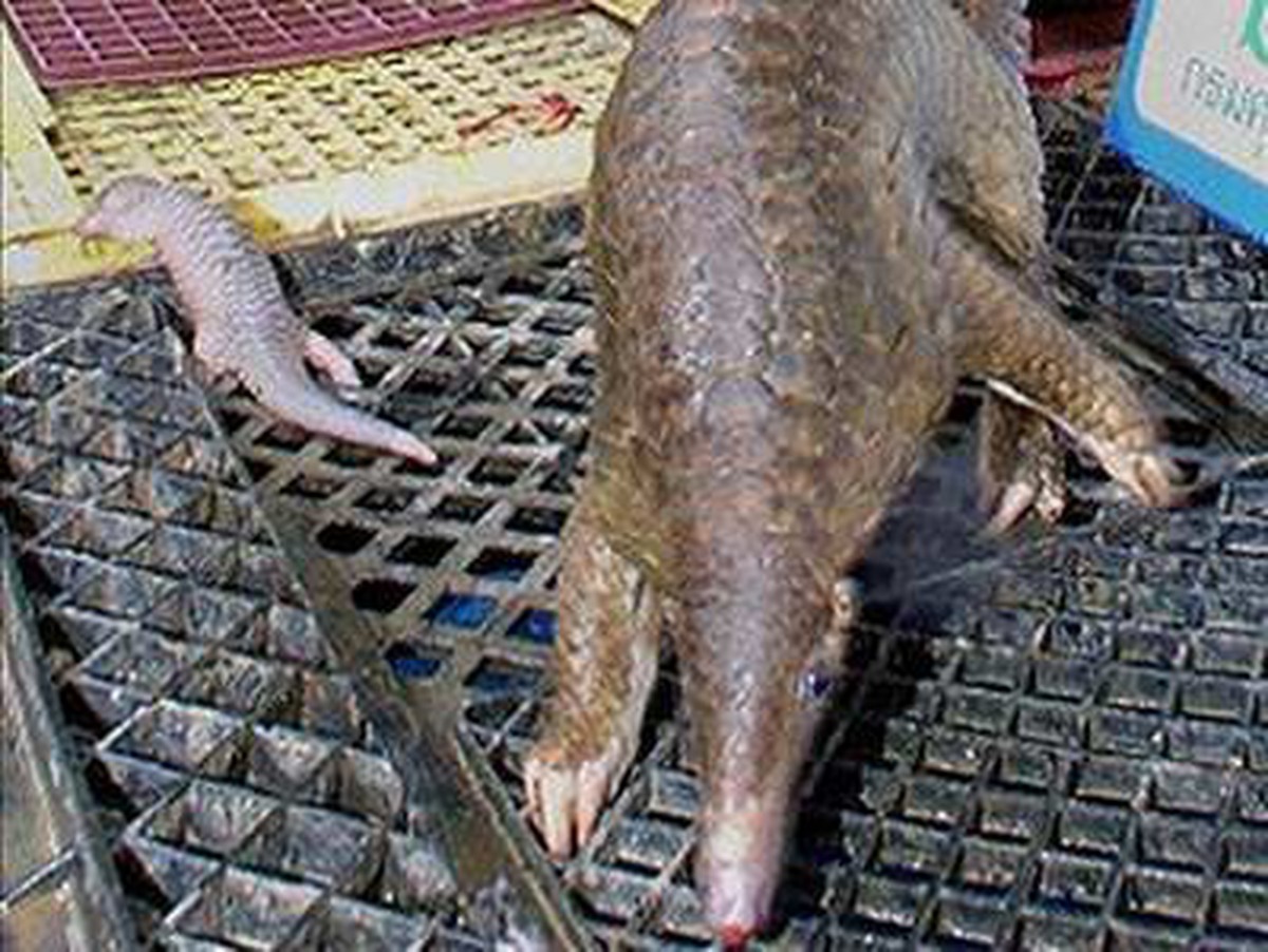 Thụy Sĩ gây giống con tatu thành công - Tuổi Trẻ Online