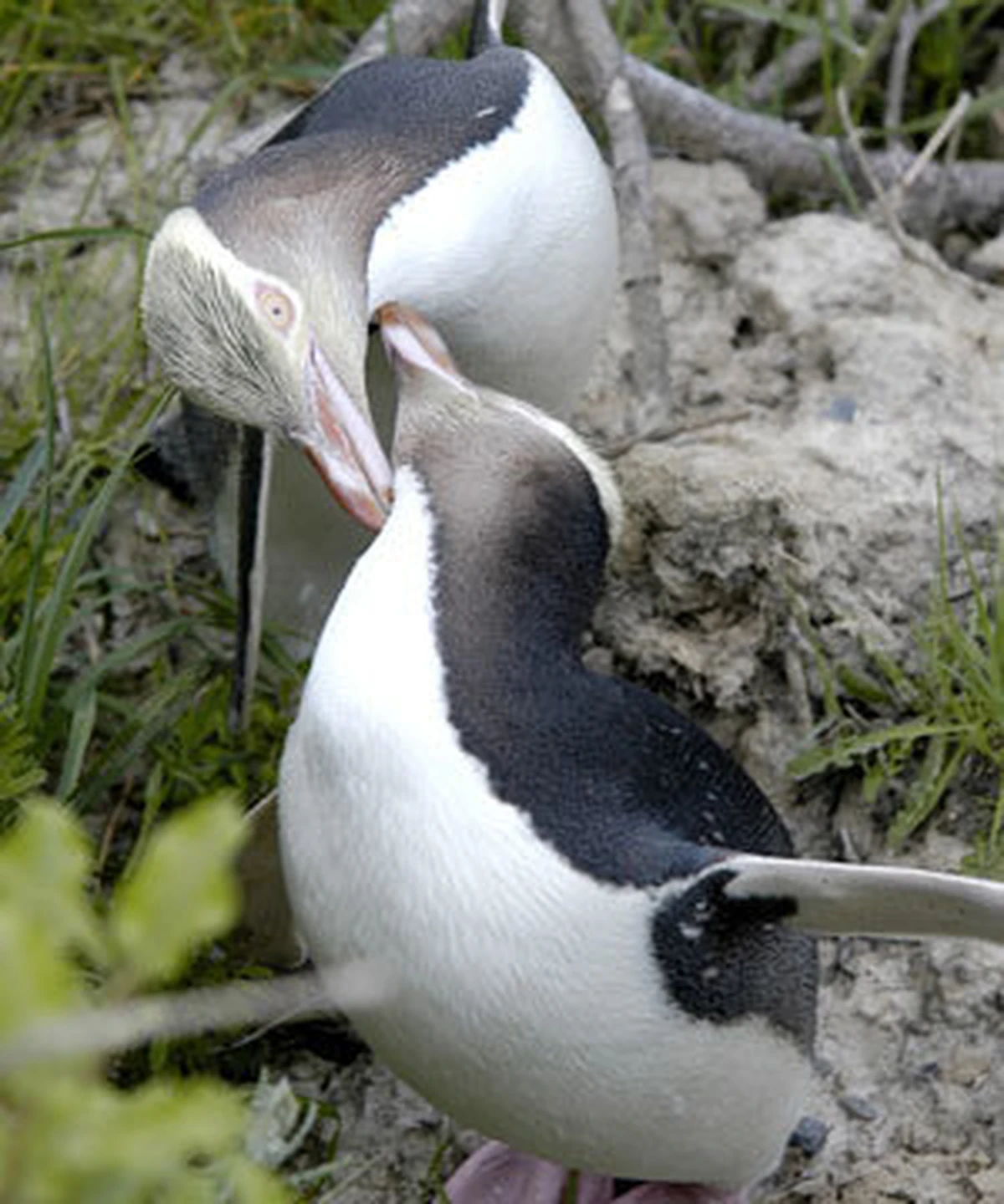 Phát hiện loài chim cánh cụt mới đã tuyệt chủng 500 năm - Tuổi Trẻ Online