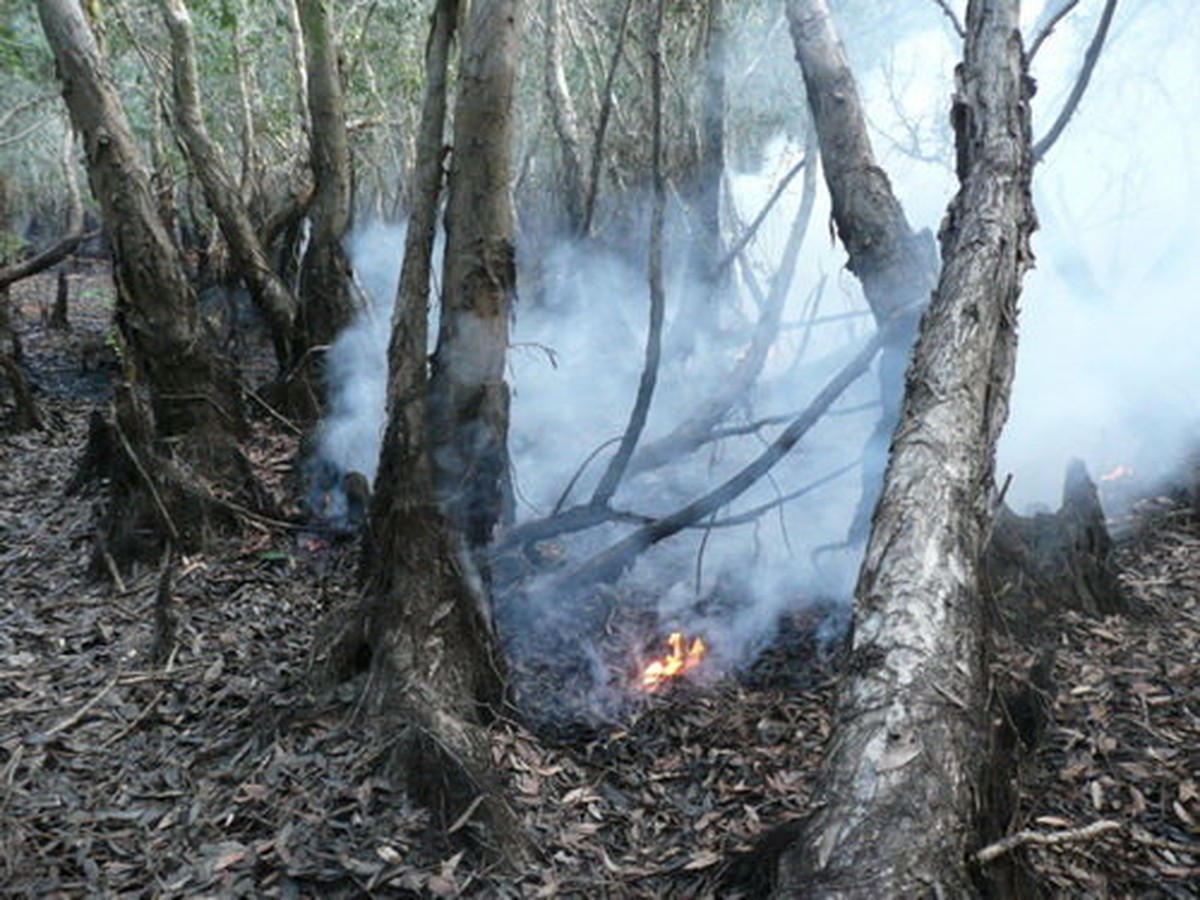 Vườn quốc gia Tràm Chim cháy lớn - Tuổi Trẻ Online