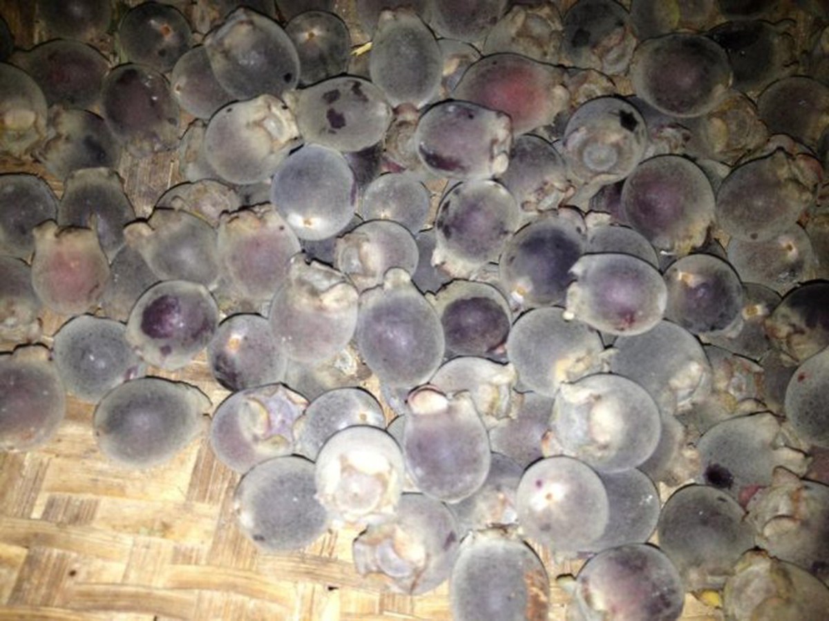 Nhớ mùa sim chín - Tuổi Trẻ Online