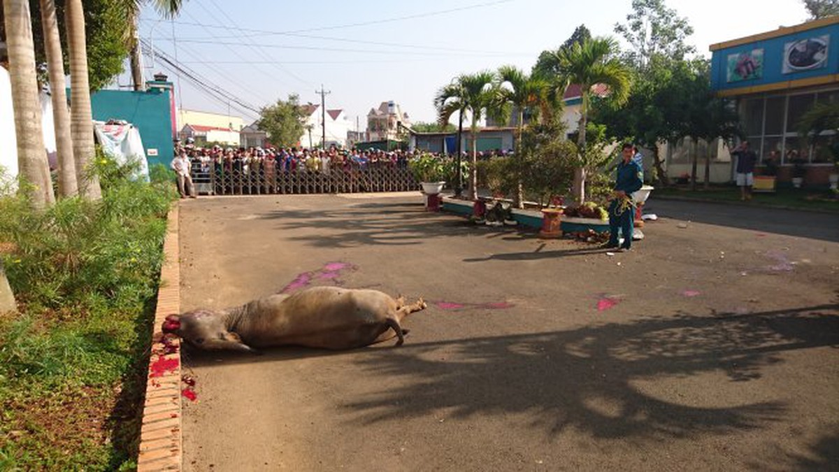 Nổ súng hạ con "trâu điên" húc 3 người bị thương - Tuổi Trẻ Online