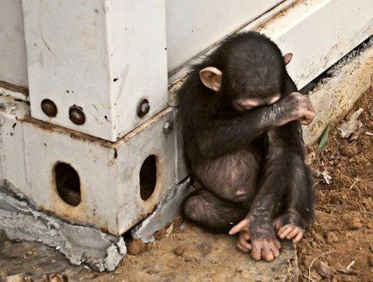 Tòa án Mỹ: Tinh tinh không phải con người - Tuổi Trẻ Online