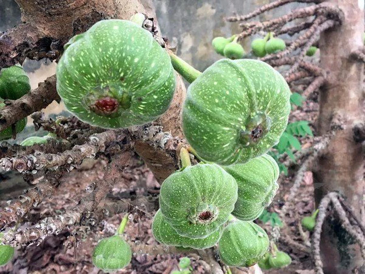 Các món ăn chế biến từ trái vả - đặc sản ẩm thực đất cố đô - Tuổi Trẻ ...