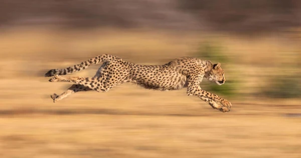 'Vua' săn mồi đáng sợ nhất trên mặt đất - Tuổi Trẻ Online