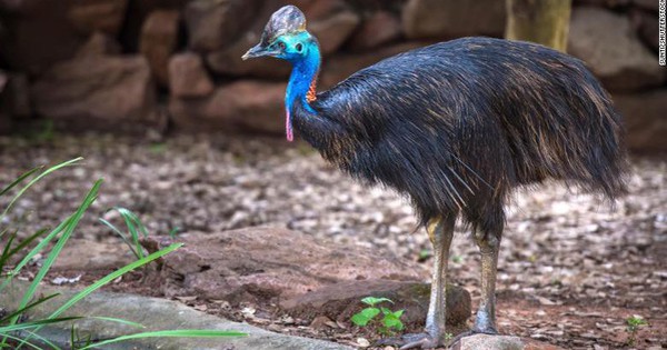 Chim đà điểu giết chết chủ nuôi - Tuổi Trẻ Online