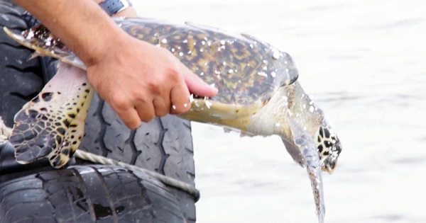 Một người dân bỏ tiền túi mua đồi mồi quý hiếm thả về biển - Tuổi Trẻ ...