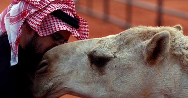 40 con lạc đà bị loại khỏi cuộc thi nhan sắc vì chỉnh sửa sắc đẹp ...