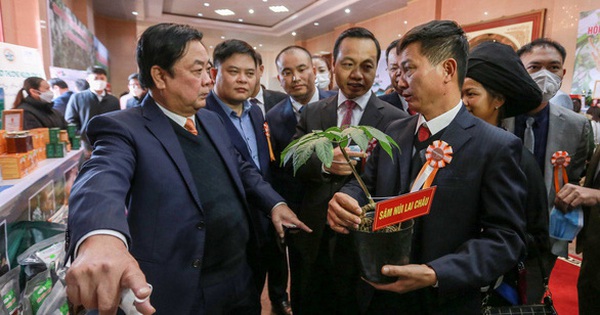 Sắp diễn ra Hội chợ sâm Lai Châu với ‘khát vọng vươn xa’ - Tuổi Trẻ Online