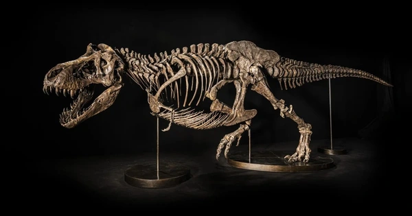 Hủy đấu giá hóa thạch bộ xương khủng long T-rex ở Hong Kong (Trung Quốc ...