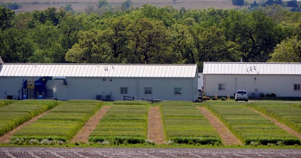 Mỹ: Lúa mì lai - chìa khóa đảm bảo sản lượng lương thực - Tuổi Trẻ Online