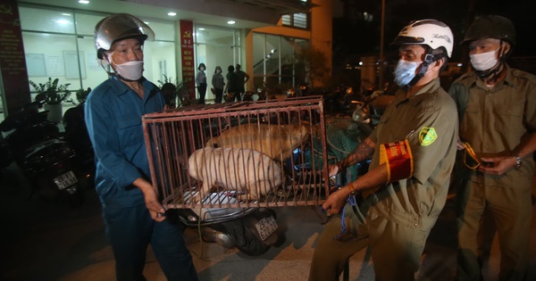 Thêm đội bắt chó thả rông, nhiều người ủng hộ - Tuổi Trẻ Online