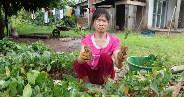 Huyện cấp giống cà phê khiến nông dân... mếu máo - Tuổi Trẻ Online