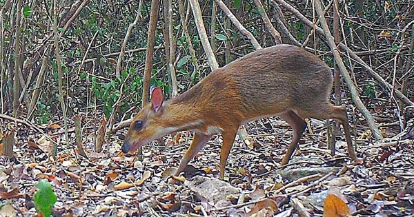 Không thuộc danh mục động vật nguy cấp, cheo cheo lưng bạc được bảo vệ ...