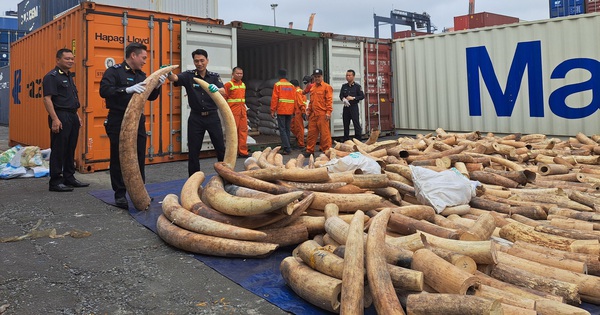 Phát hiện 7 tấn ngà voi nhập lậu từ châu Phi - Tuổi Trẻ Online
