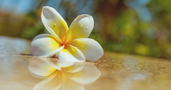 Hoa đại, hoa sứ hoa của mâu thuẫn, hoa của ai? - Tuổi Trẻ Online