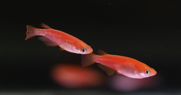 Nhật Bản bắt 5 người nuôi cá killi biến đổi gene bị đánh cắp - Tuổi Trẻ ...