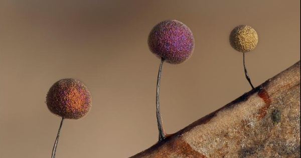 Ngắm thế giới nấm mốc đẹp khó tin - Tuổi Trẻ Online