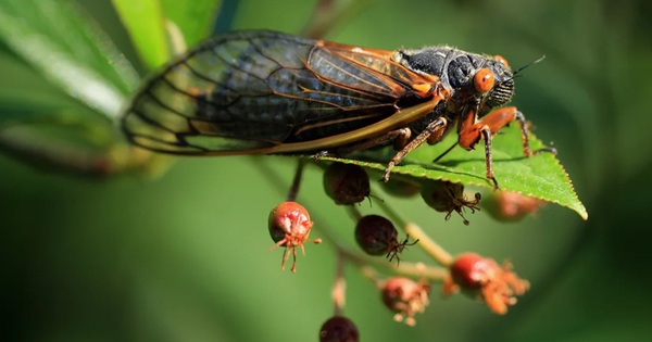 Hàng tỉ con ve sầu 'ngày tận thế ' sắp xuất hiện sau 221 năm - Tuổi Trẻ ...