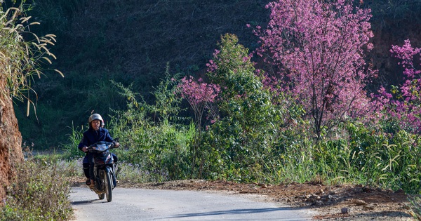 Lên bản Bo đón Tết - Tuổi Trẻ Online