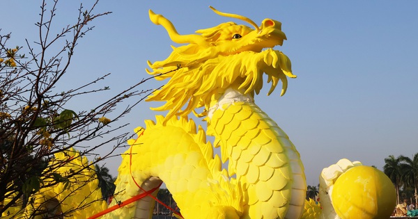 Rồng vàng Quảng Nam cuồn cuộn giữa rừng mai khoe sắc vàng - Tuổi Trẻ Online