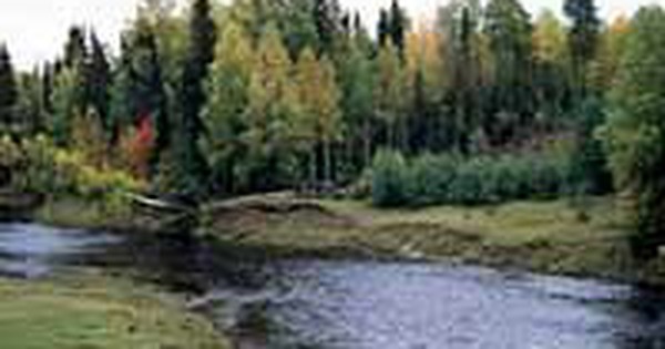 Nga: rừng taiga một đi không trở lại - Tuổi Trẻ Online