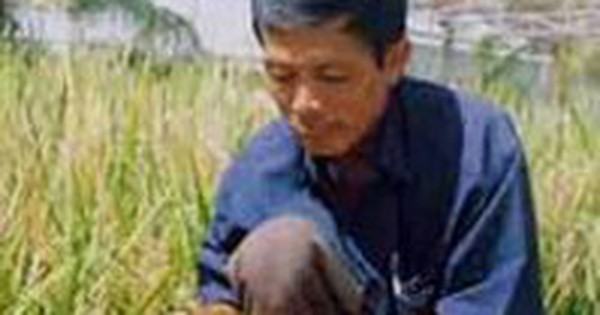 "Vua lúa giống": Hư danh còn đó, nợ réo tứ bề - Tuổi Trẻ Online