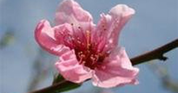 Màu đào - Tuổi Trẻ Online