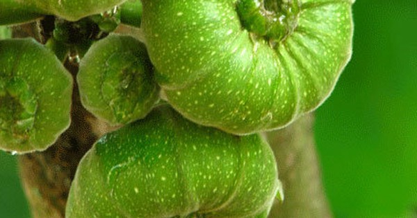 11 lợi ích của trái vả - Tuổi Trẻ Online