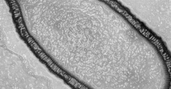 Phát hiện virút cổ khổng lồ - Tuổi Trẻ Online