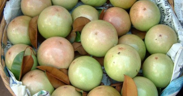 Trái vú sữa Việt được nhập khẩu vào Hoa Kỳ từ quý IV tới - Tuổi Trẻ Online