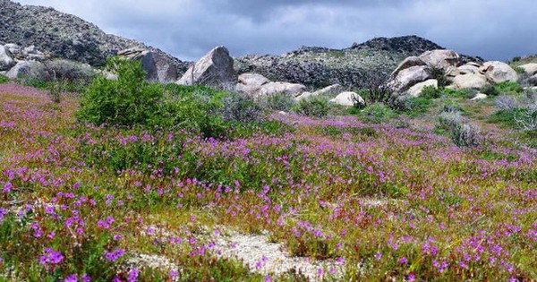 Hoa nở tưng bừng trên sa mạc Mỹ - Tuổi Trẻ Online