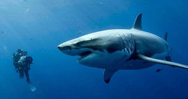 Rợn người xem nanh cá mập trong các 'phim cá mập' - Tuổi Trẻ Online